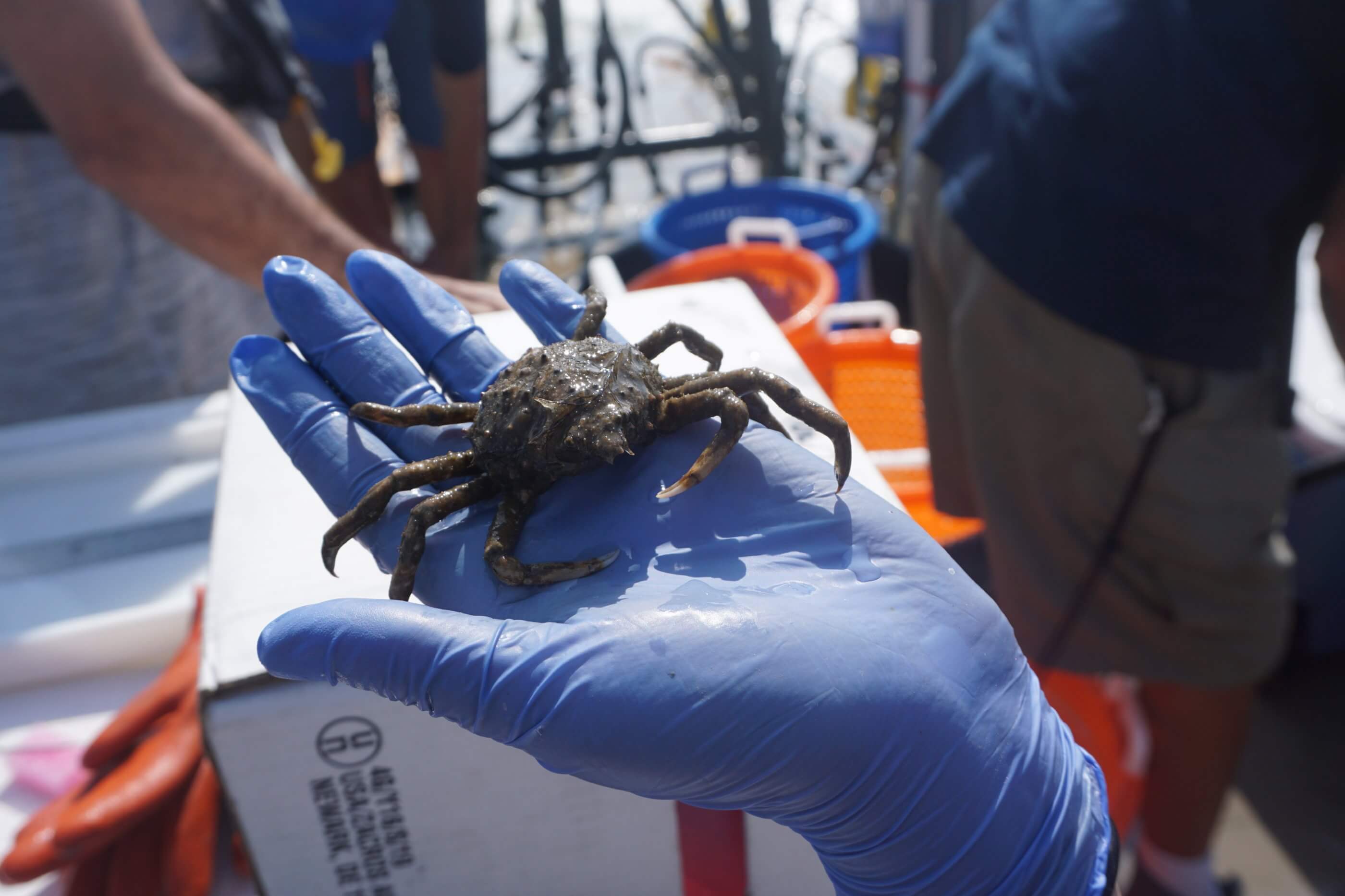 Who Lives in the Lower Hudson-Raritan Estuary? Comparing Net Results ...