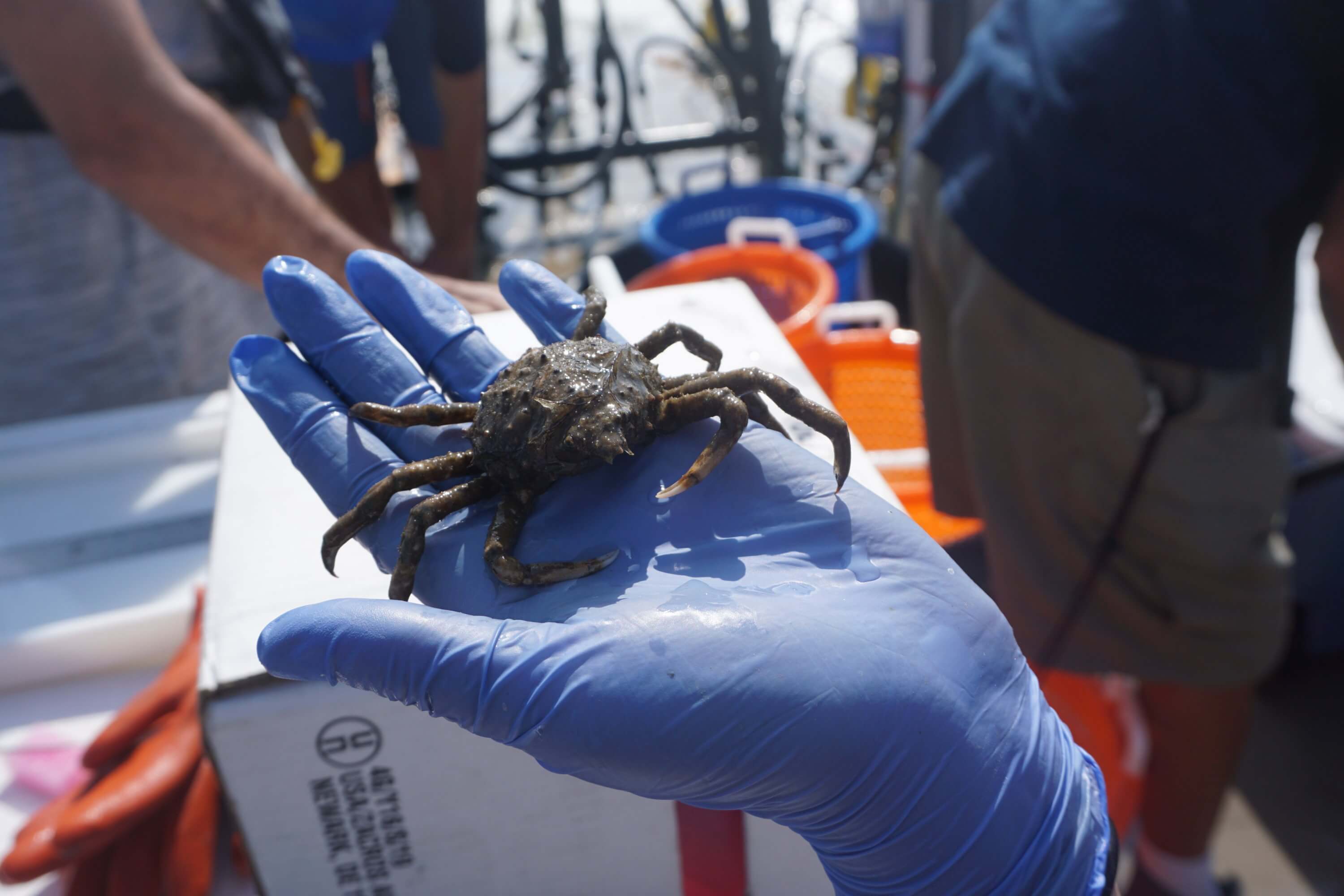 Who Lives in the Lower Hudson-Raritan Estuary? Comparing Net Results ...